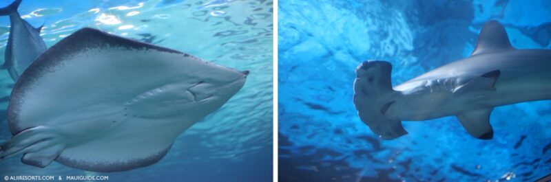 Secrets of the Amazing Maui Ocean Center - Maui Family Activities