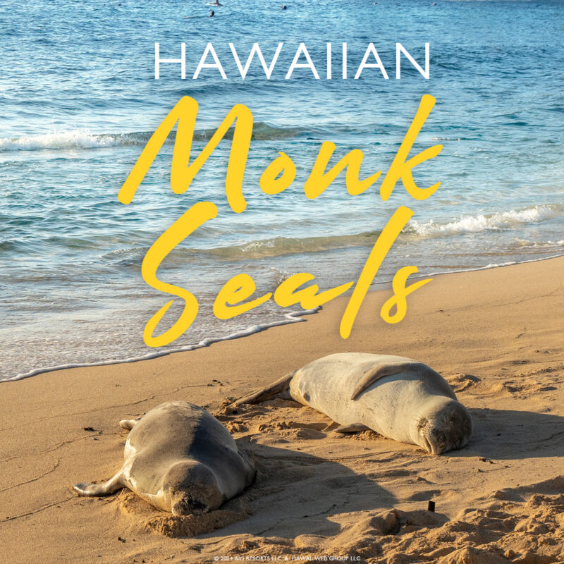 Hawaiian Monk Seals Spotted on Maui Beaches