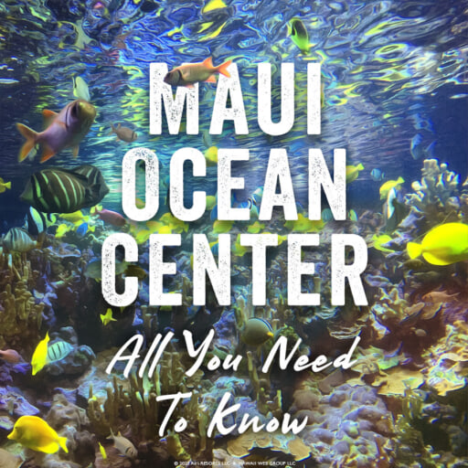 The Ultimate Maui Ocean Center Guide Maui Aquarium