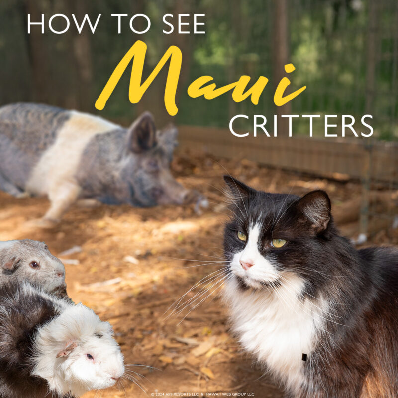 Meet the Locals: Maui Critters - Ali'i Resorts