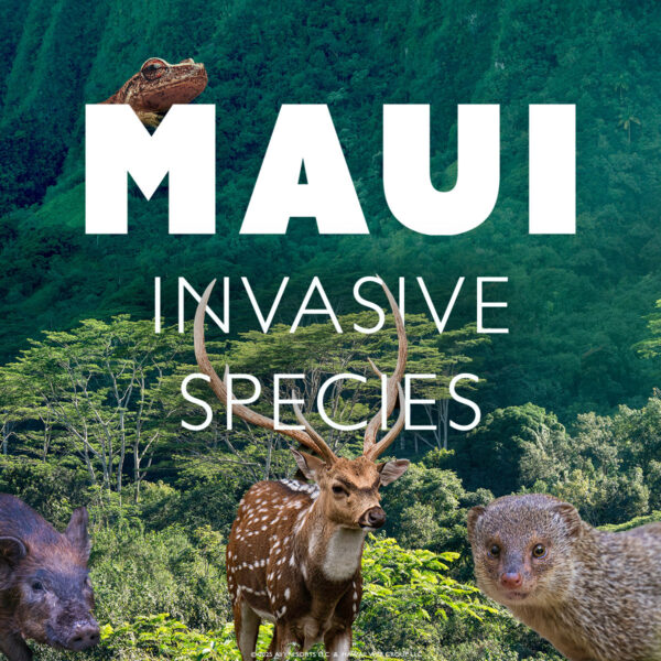 10 Most Destructive Invasive Species on Maui - deer, frogs, ants,